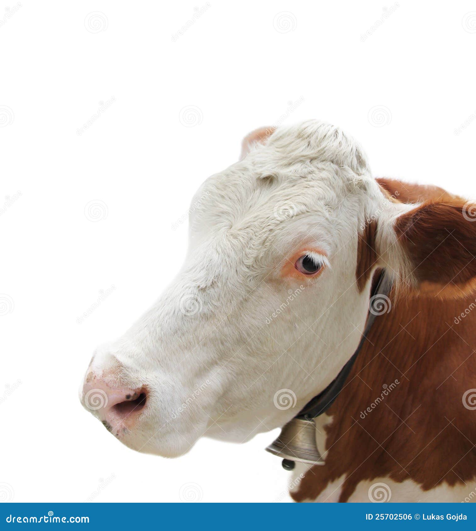 Portrait of Cow stock photo. Image of animal, dairy, full - 25702506
