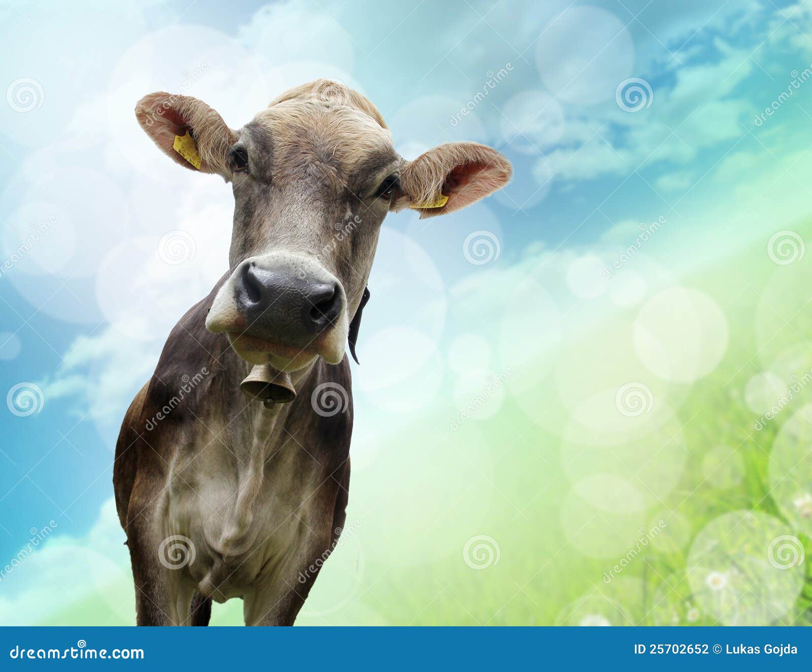 Portrait of Cow stock photo. Image of cattle, farming - 25702652