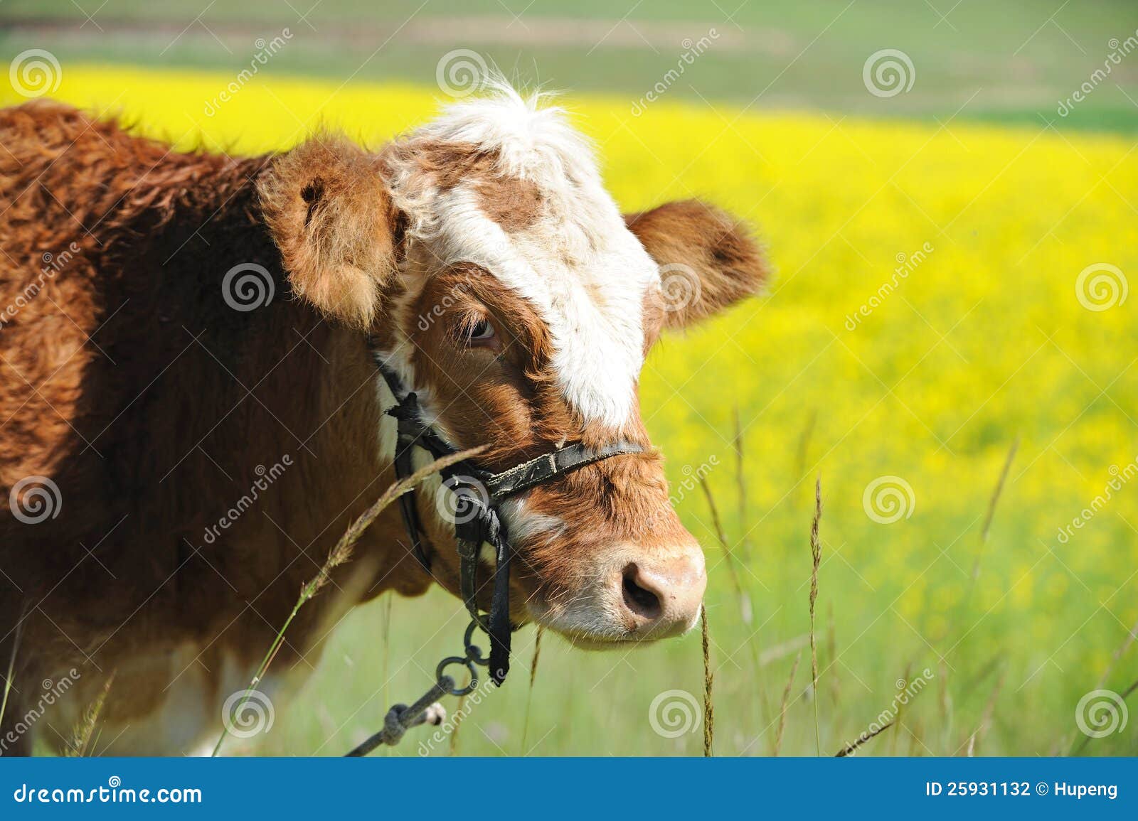 Portrait of a cow stock photo. Image of farm, cattle - 25931132