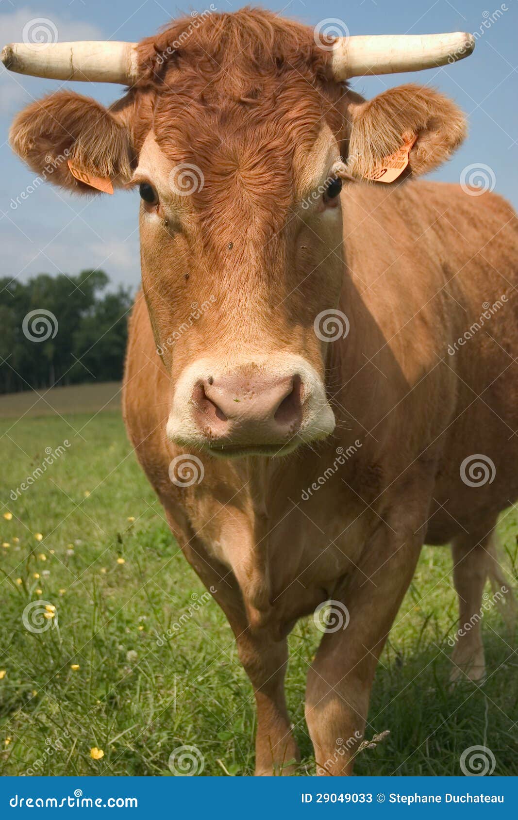 Portrait of a cow stock image. Image of calf, breeding - 29049033