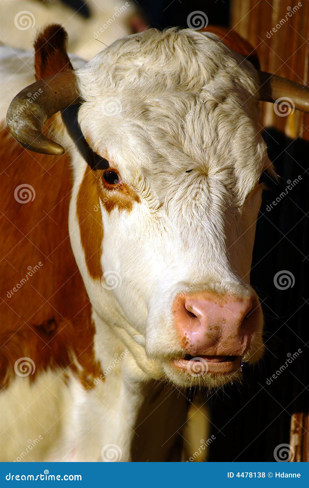 Portrait of a Cow stock photo. Image of meat, farming - 4478138