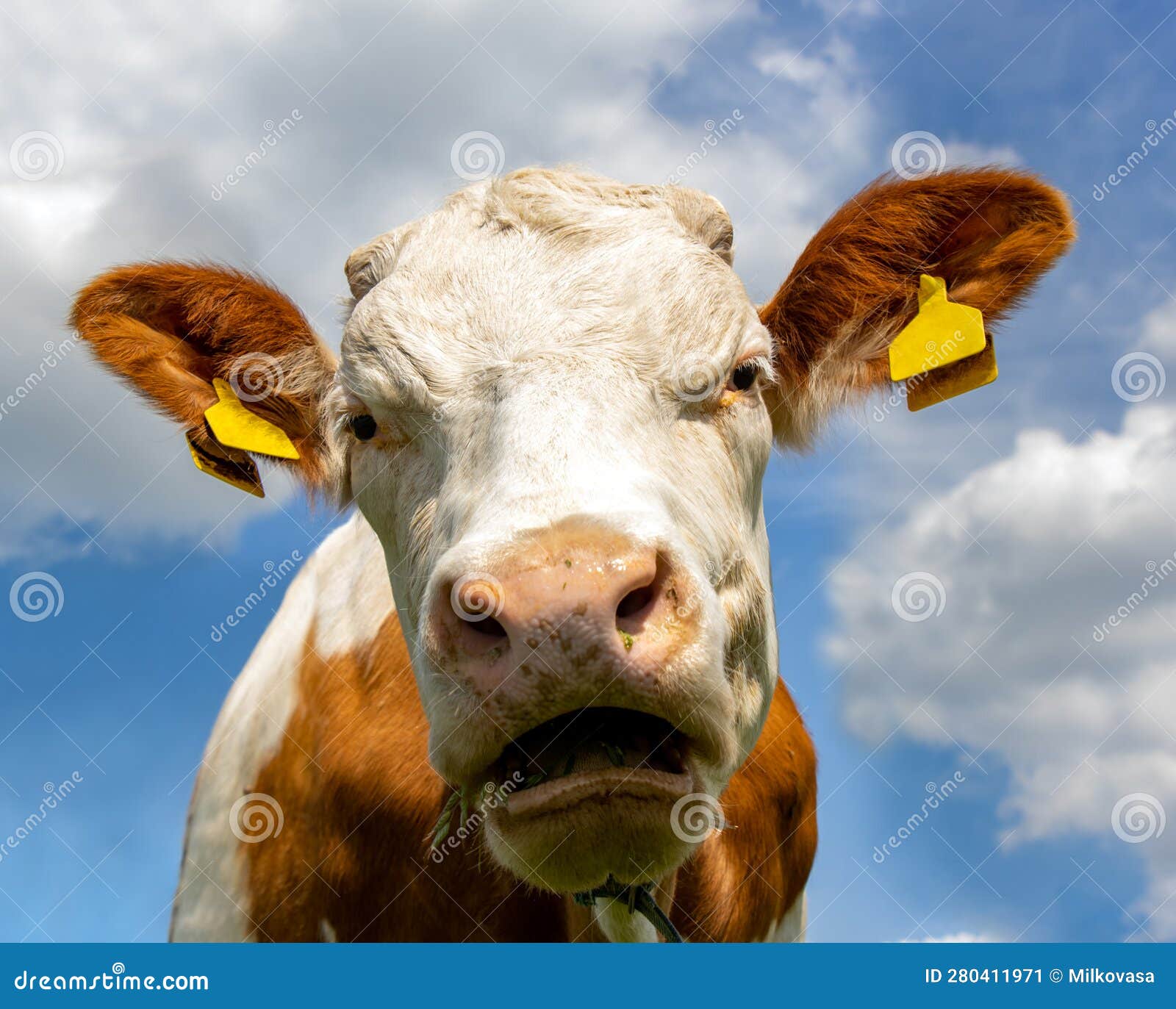 The Portrait of a Cow Looking into Camera, a Blue Background Stock ...