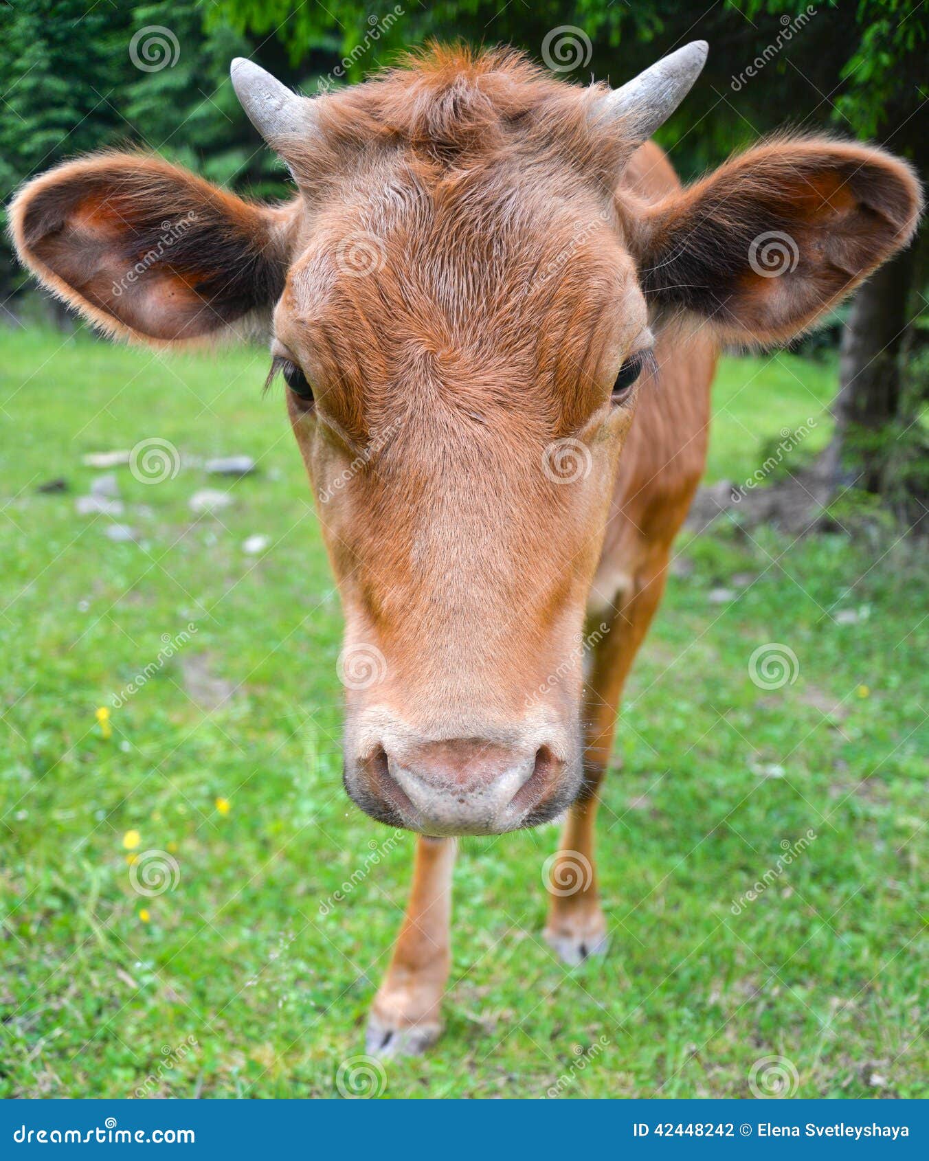 The Portrait of Cow on a Pasture Stock Photo - Image of meadow, milk ...