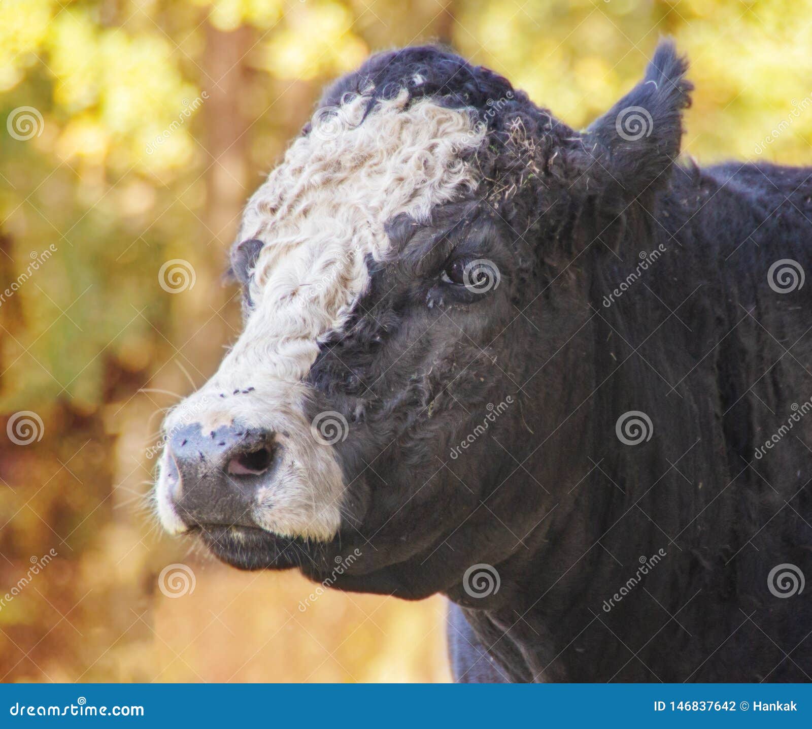 Portrait of Cow from Profile Stock Photo - Image of animal, profile ...