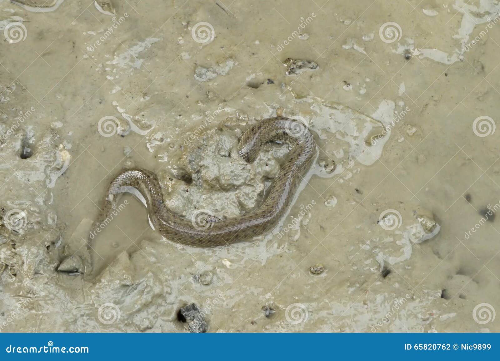 Portrait of a Crab Eater Snake Stock Photo - Image of reptile, animal ...