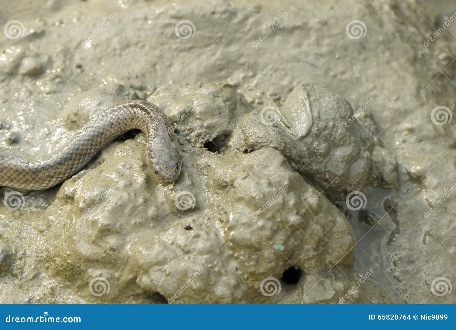 Portrait of a Crab Eater Snake Stock Photo - Image of mangrove, crab ...