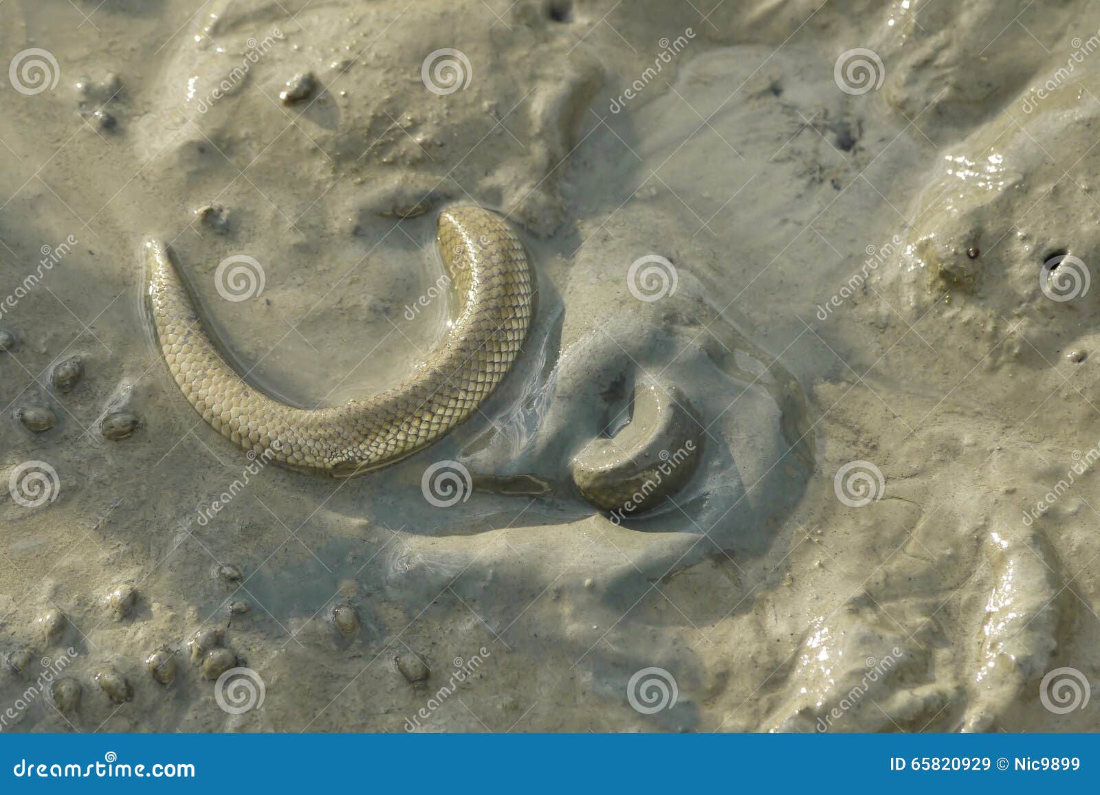 Portrait of a Crab Eater Snake Stock Image - Image of close, wildlife ...