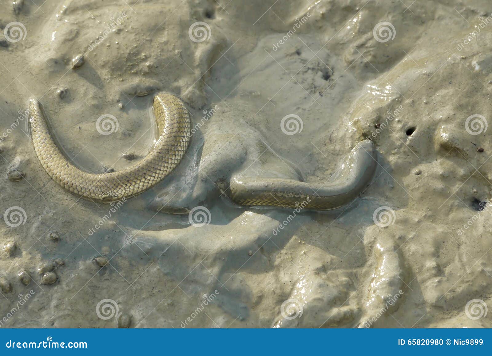 Portrait of a Crab Eater Snake Stock Photo - Image of crab, eater: 65820980