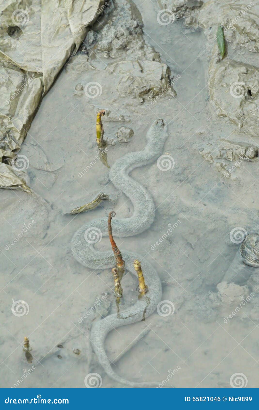 Portrait of a Crab Eater Snake Stock Photo - Image of malaysia, tropic ...
