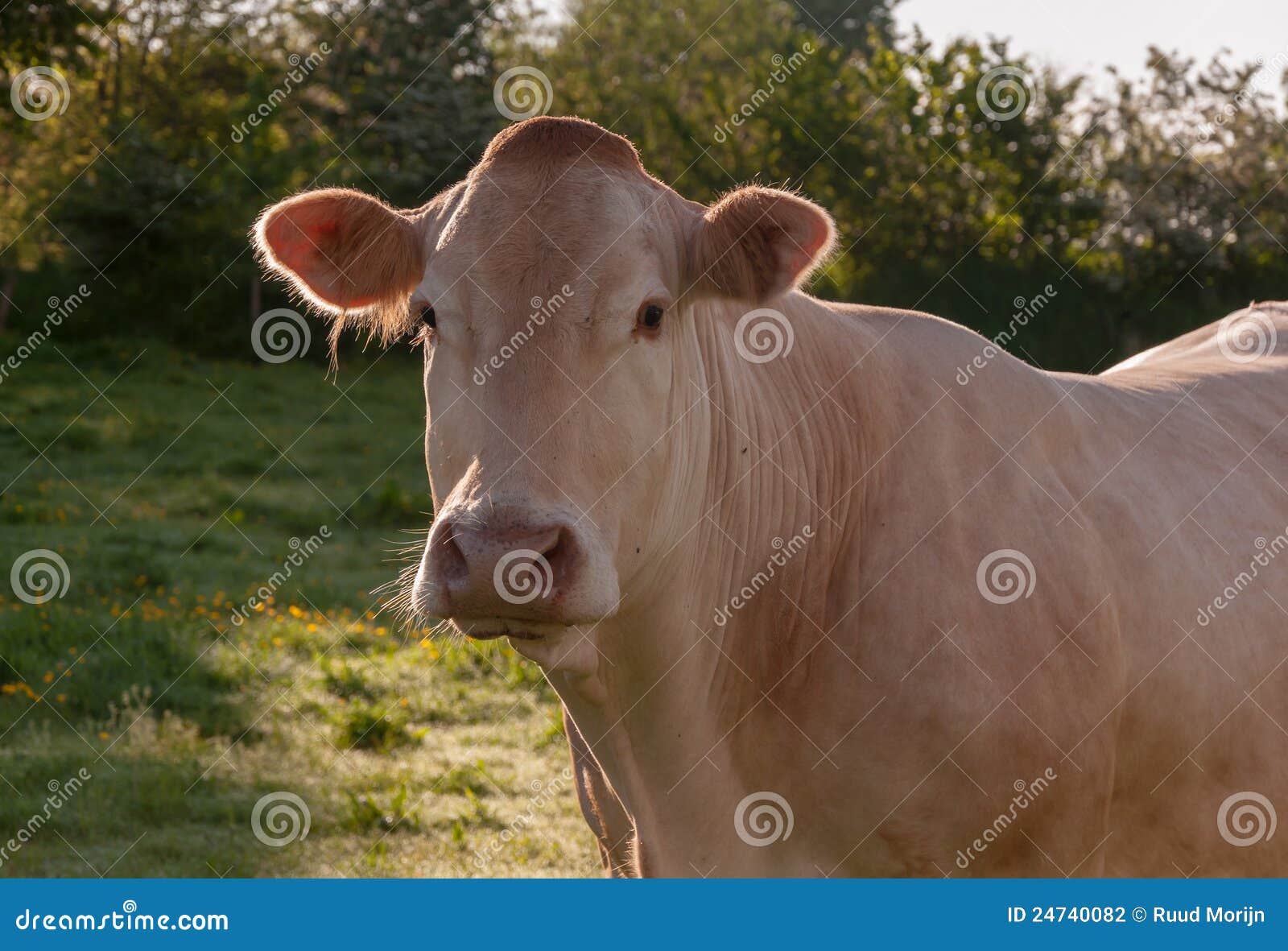 Portrait of a Cream-colored Cow in Backlight Stock Photo - Image of ...