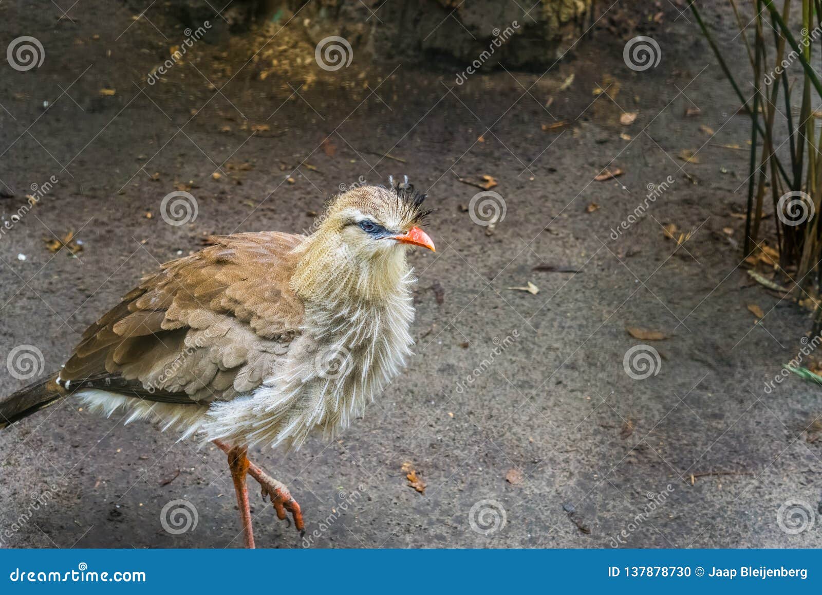 Portrait of a Crested Cariama, Tropical Bird from the Amazon of Brazil ...