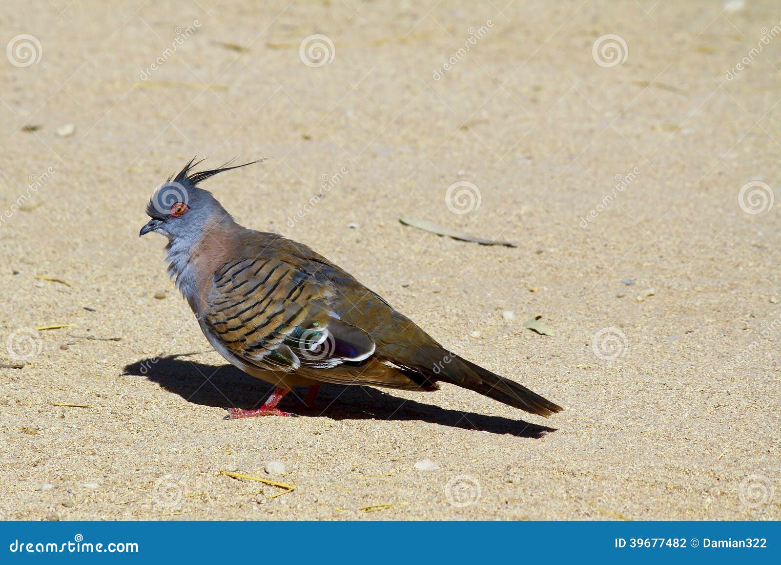 Portrait of a Crested Pigeon Stock Photo - Image of nature, geophaps ...