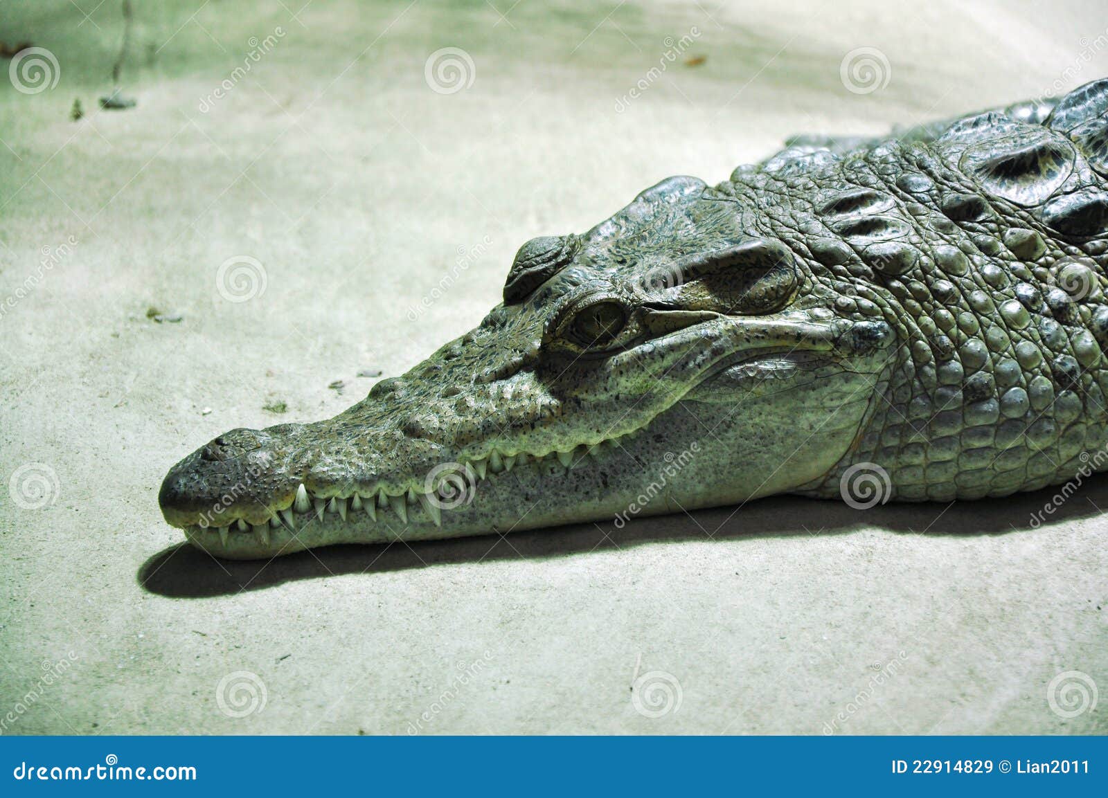 Portrait of a crocodile stock image. Image of creature - 22914829