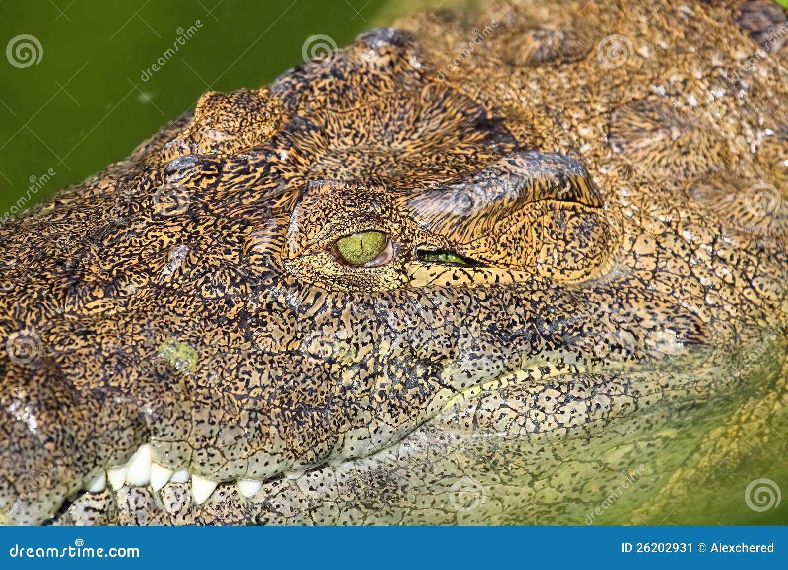 Portrait of a Nile Crocodile Stock Image - Image of life, amphibians ...