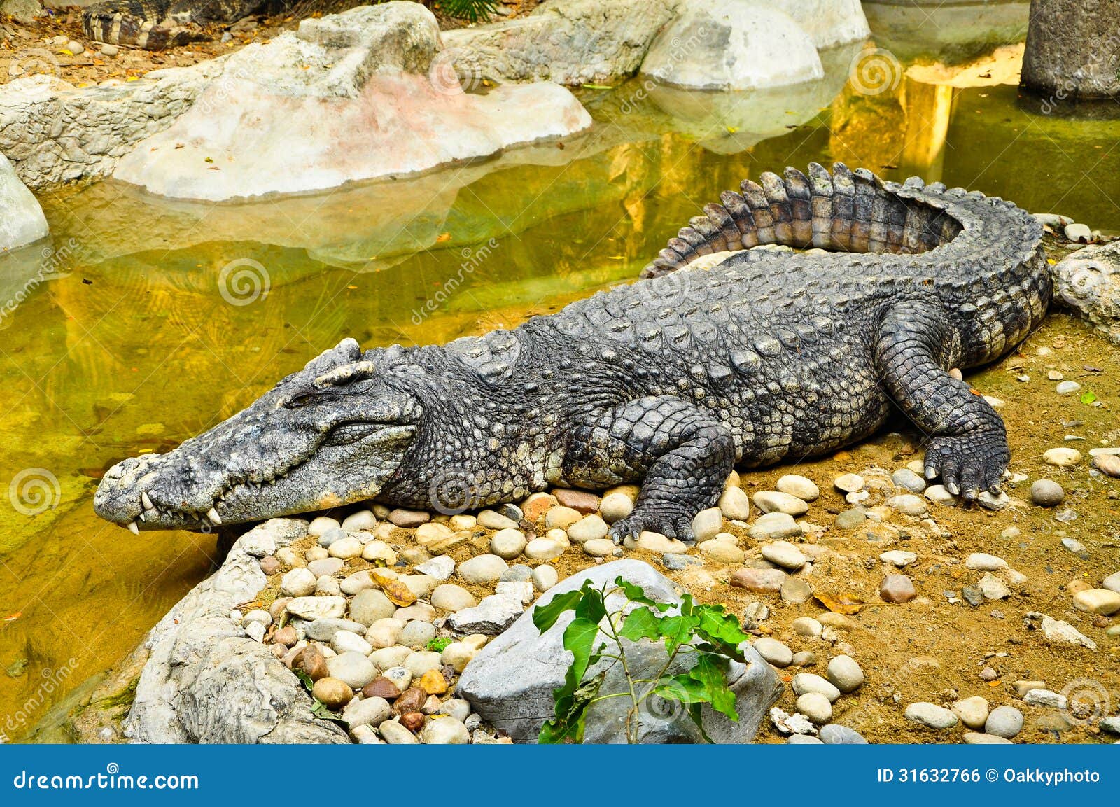 Portrait of a Crocodile stock photo. Image of hunter - 31632766