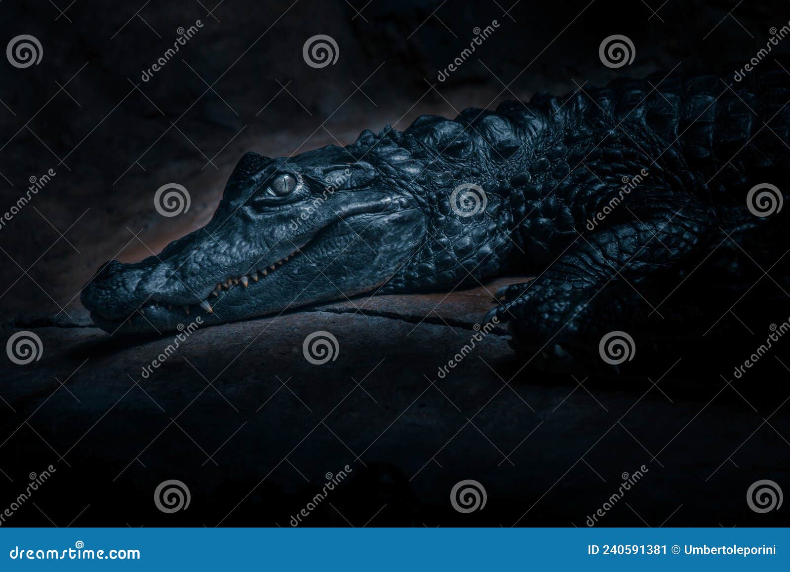 Portrait of a Crocodile Dark and Dramatic Style Image Stock Image ...