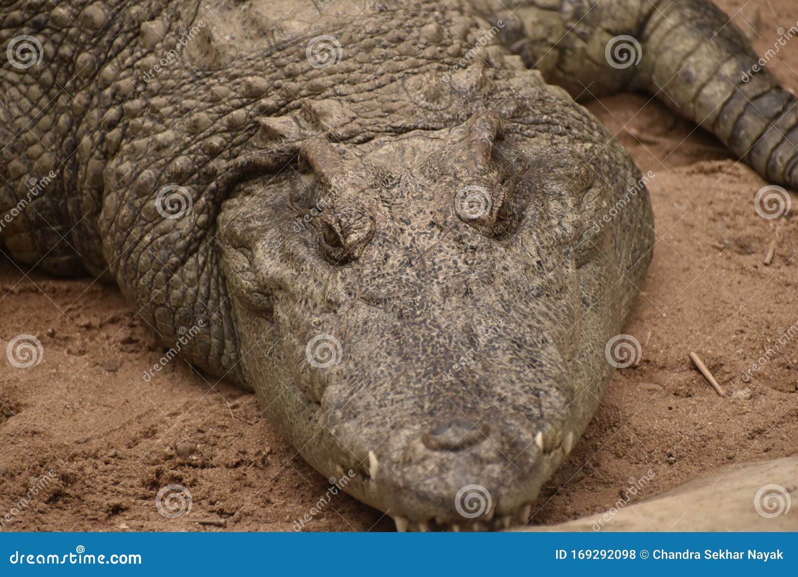 Portrait of a Crocodile in a Forest Stock Photo - Image of siamese ...