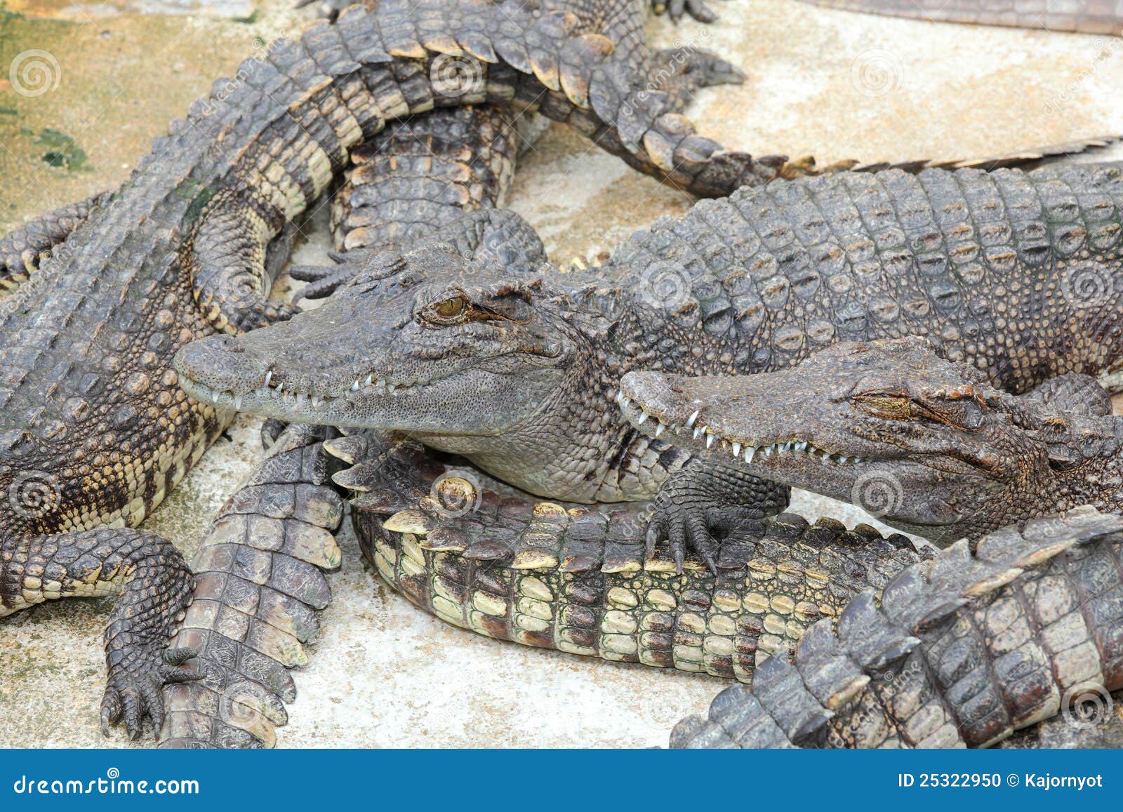 The Portrait of Crocodile and His Friend Sleepy. Stock Photo - Image of ...
