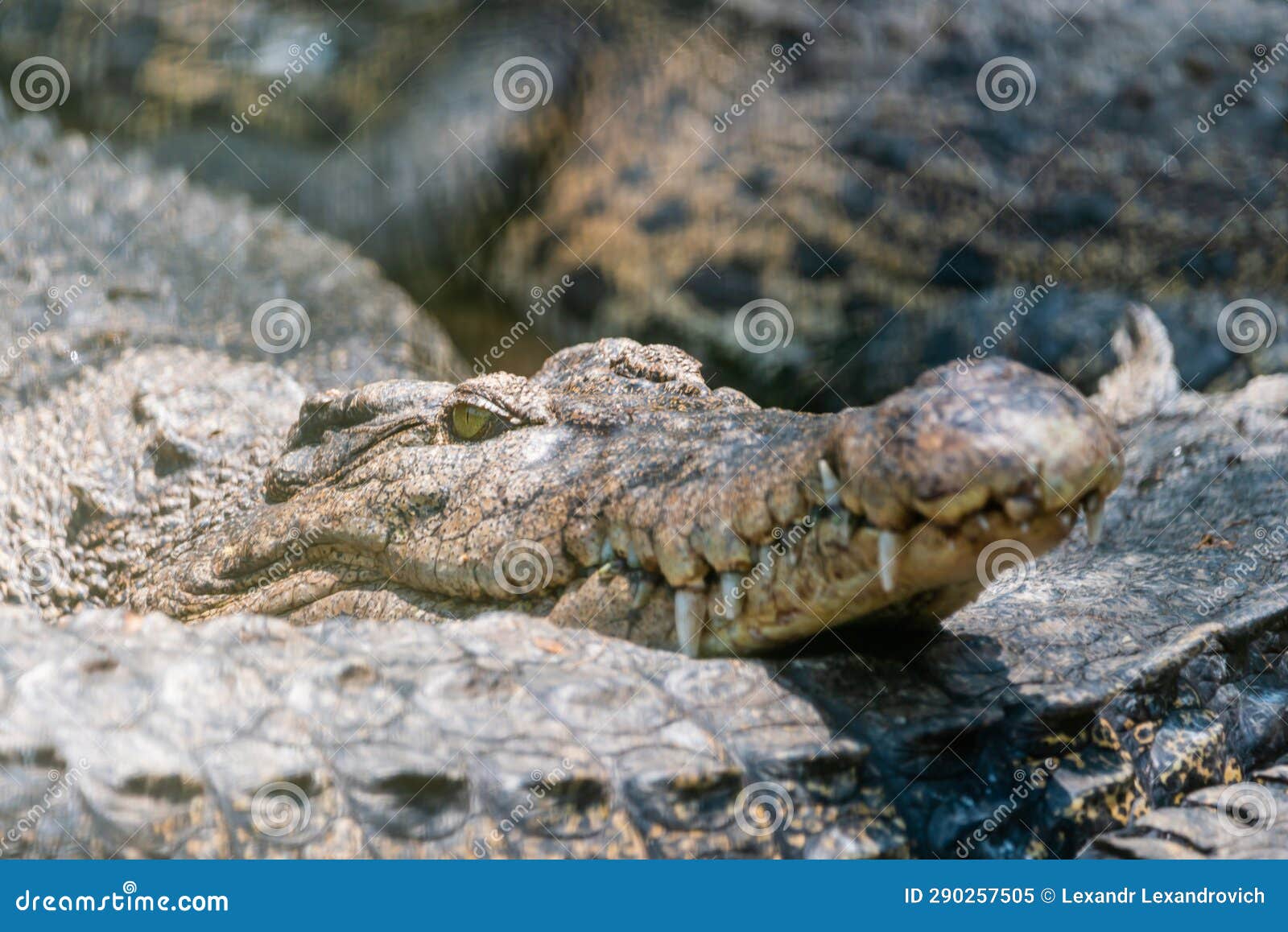 Portrait of a Crocodile with Sharp Teeth Looking in the Camera Stock ...