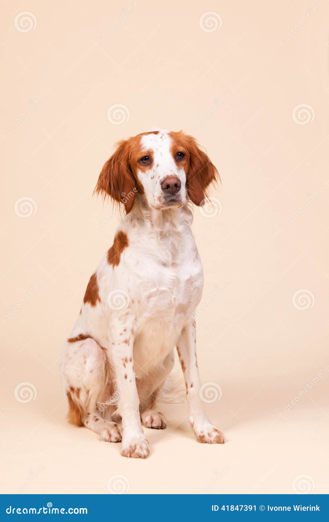 Portrait of Cross-breed Spaniel Stock Image - Image of long, white ...
