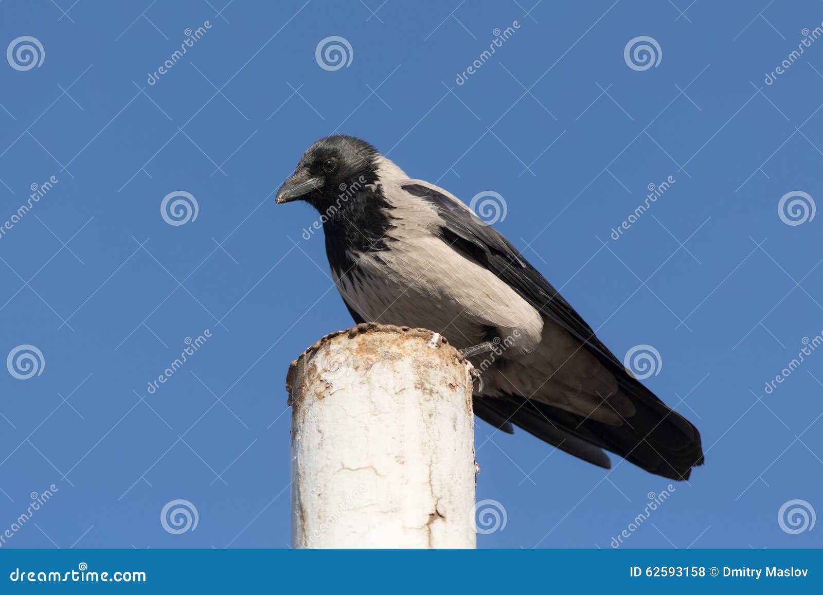 Portrait of a crow stock photo. Image of crow, closeup - 62593158