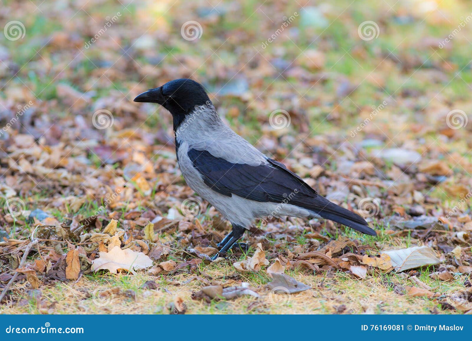 Portrait of a Crow in Autumn Stock Image - Image of vibrant, crow: 76169081