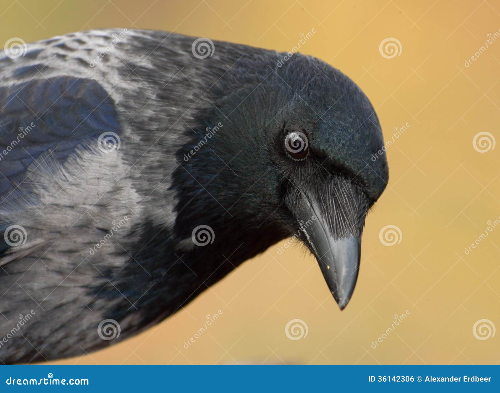 Portrait of a crow stock photo. Image of cornix, bright - 36142306