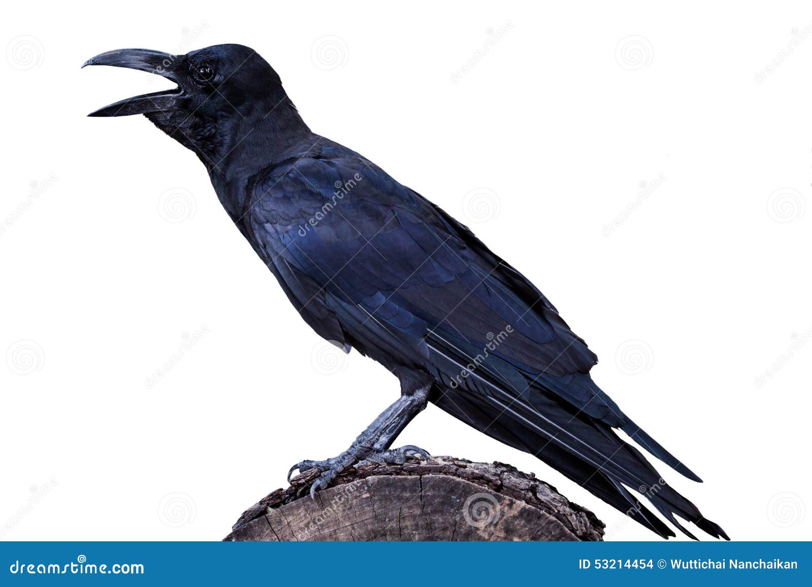 Portrait of a crow stock photo. Image of closeup, wise - 53214454