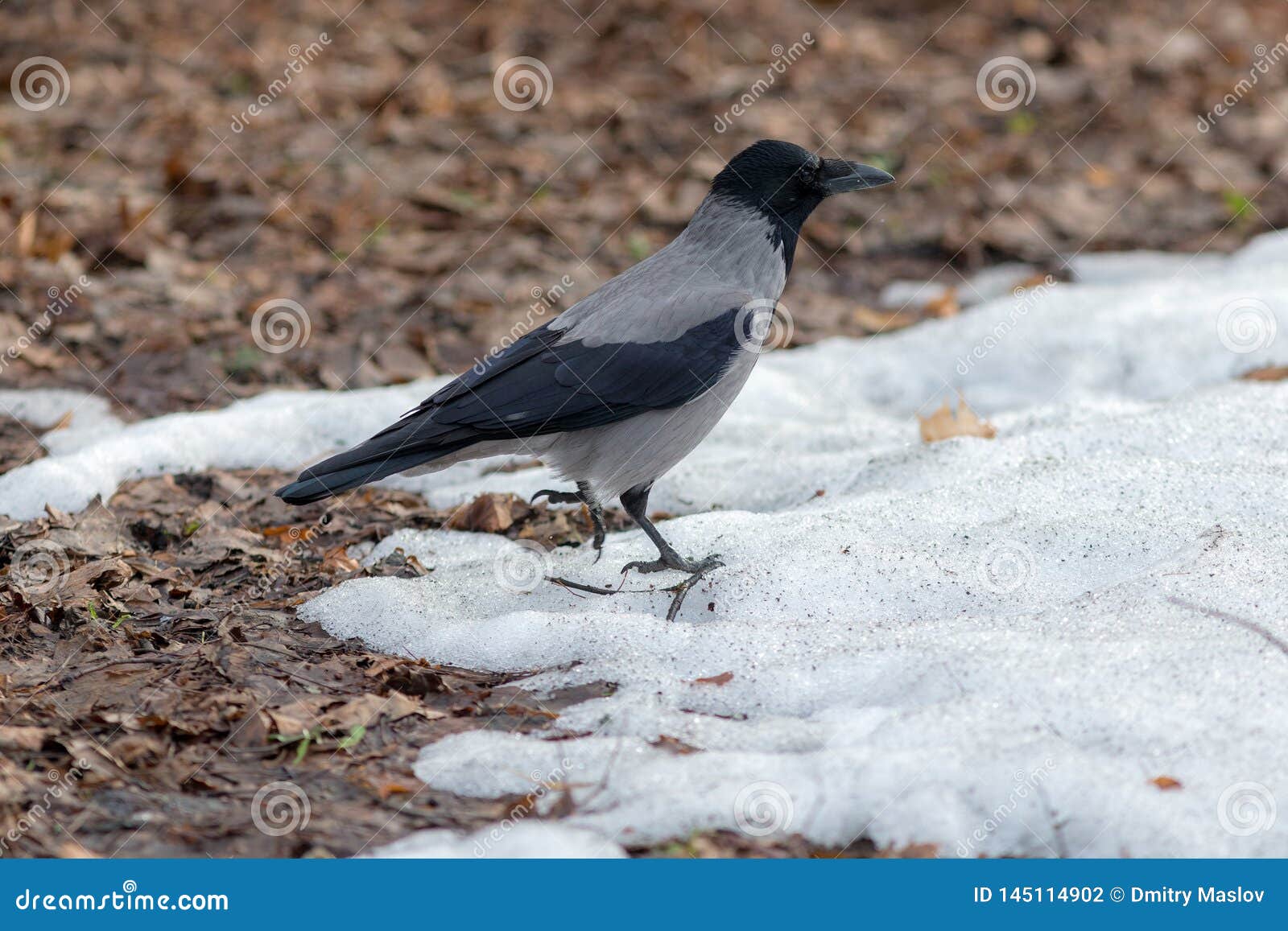 Portrait of a crow stock photo. Image of outdoor, animal - 145114902