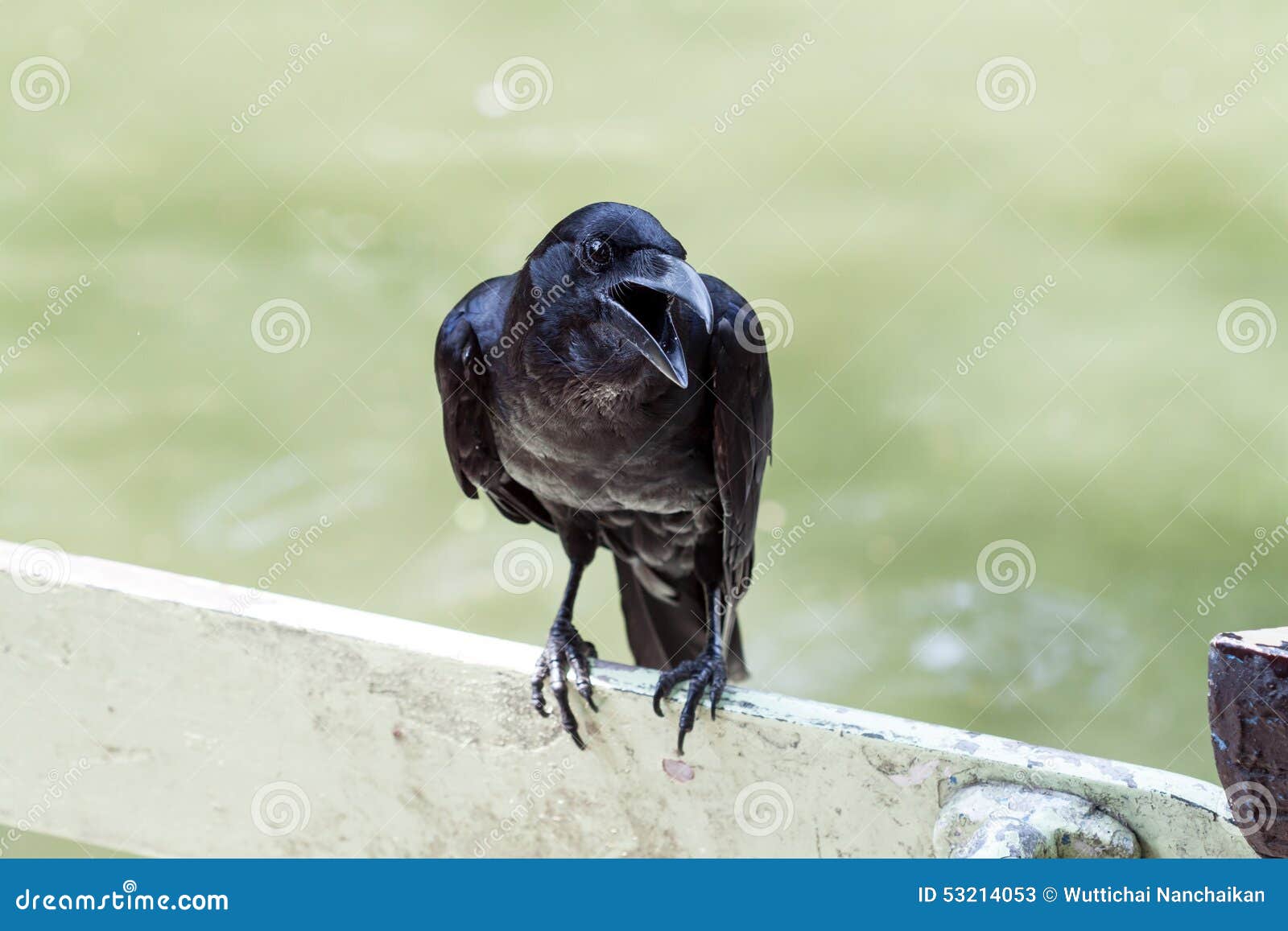 Portrait of a crow stock image. Image of birding, common - 53214053