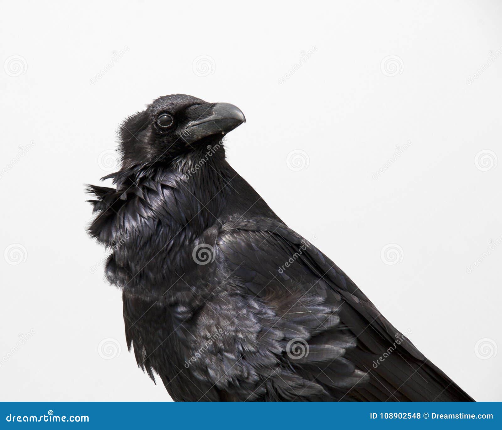 Portrait of a crow stock photo. Image of carrion, looking - 108902548