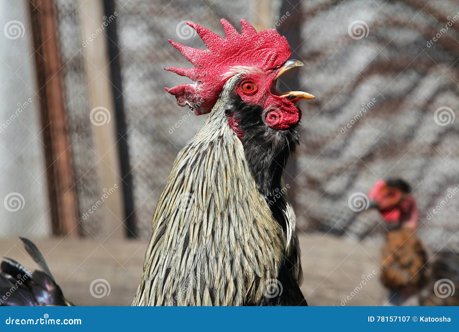 Portrait of Crowing Rooster Stock Image - Image of angry, countryside ...