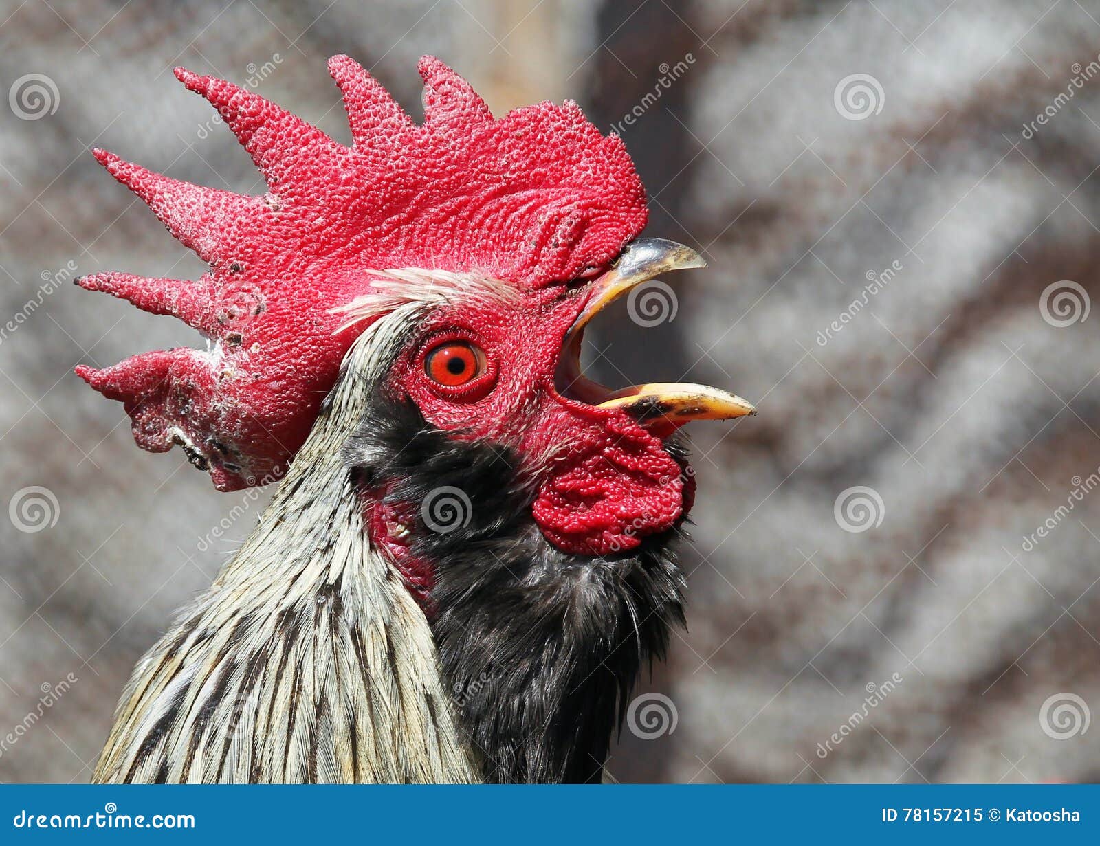 Crowing Rooster In Profile Close Up. Isolated On White Background Stock ...