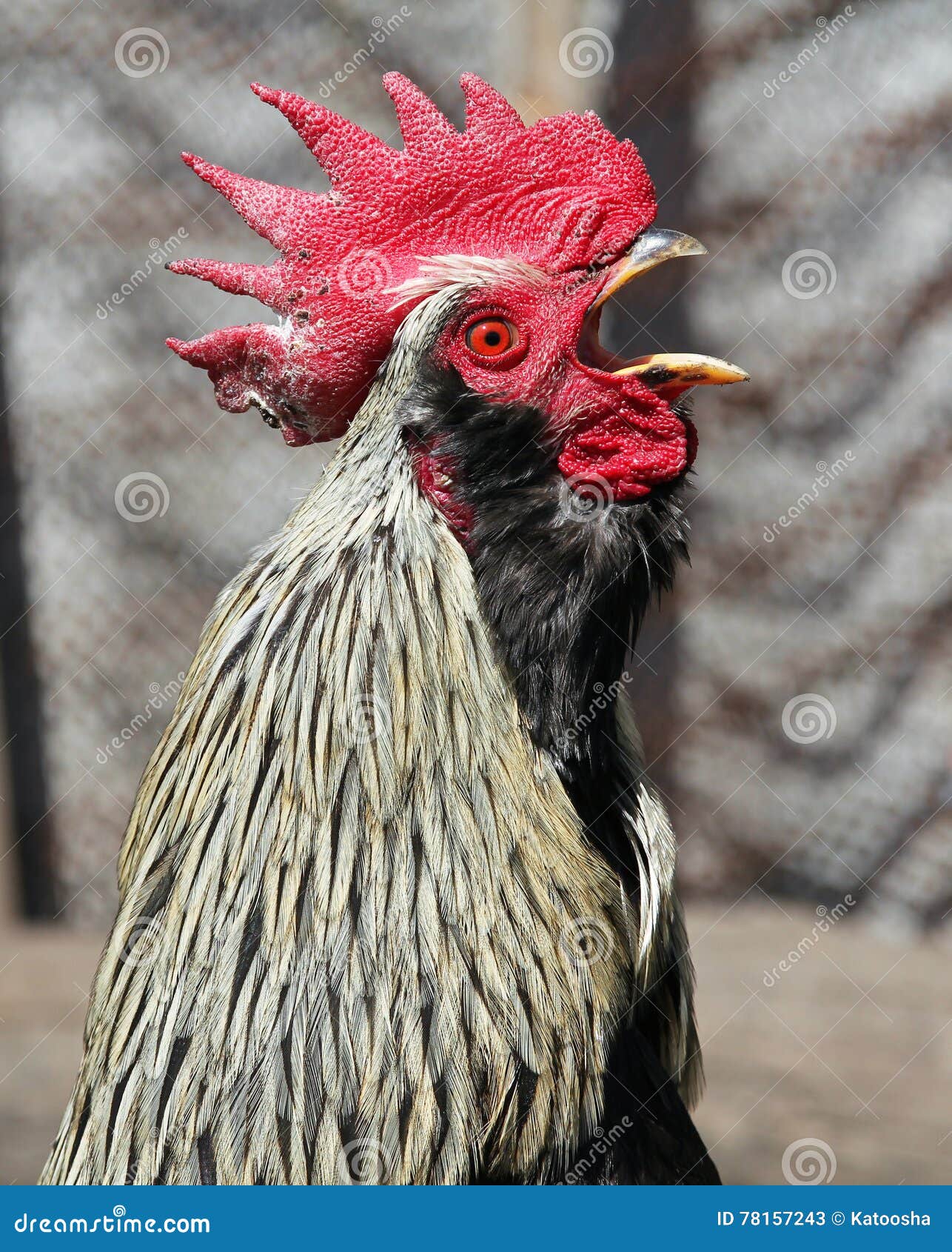 Portrait of Crowing Rooster Stock Image - Image of gamecock, domestic ...