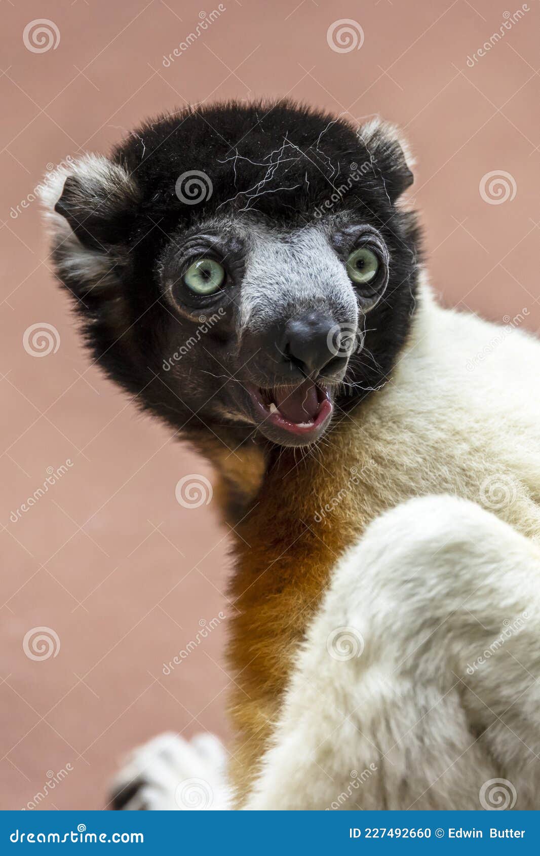 Portrait of a Crowned Sifaka Stock Photo - Image of vertical ...