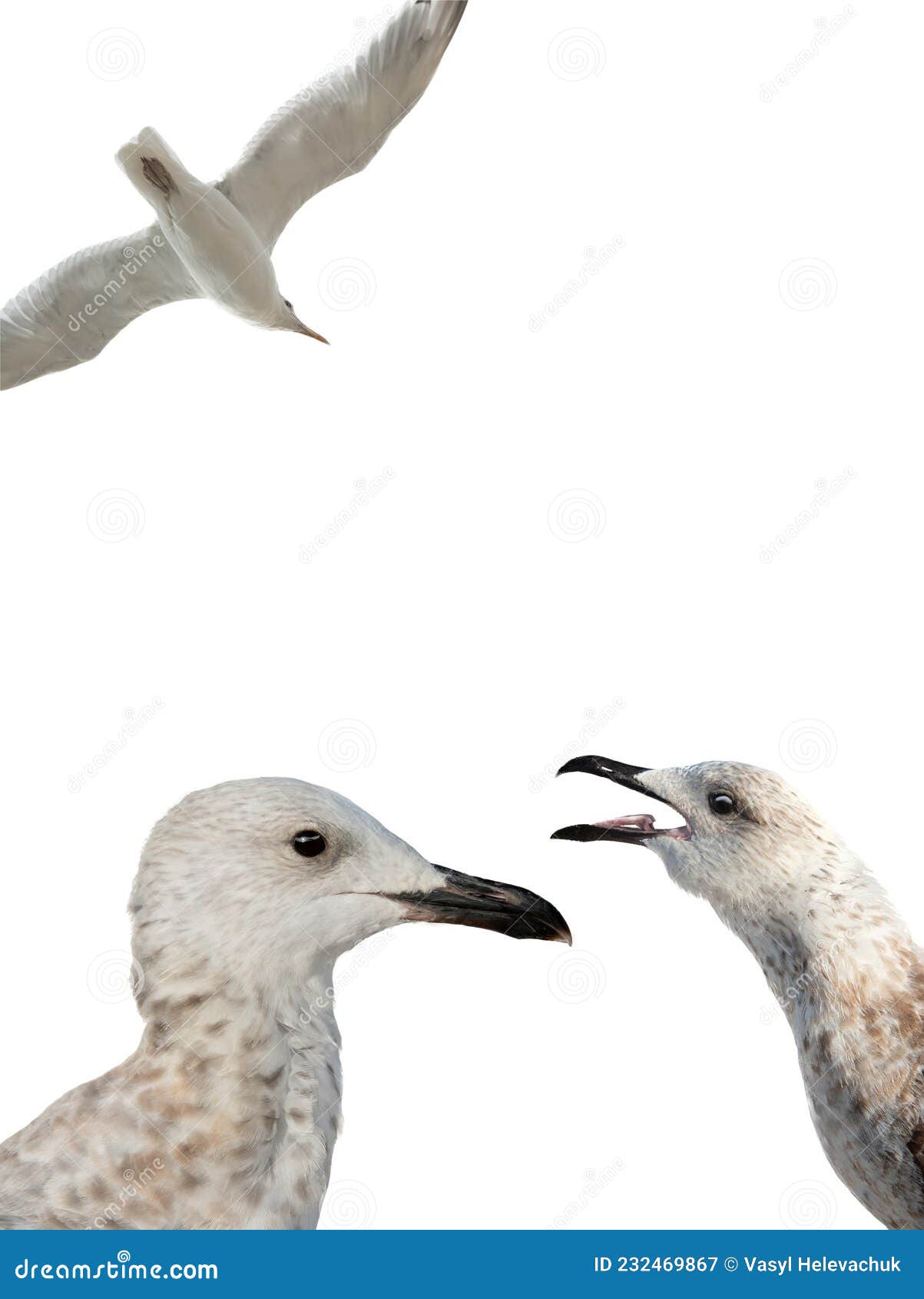 Seagull Is Crying On The Rock Royalty-Free Stock Photography ...