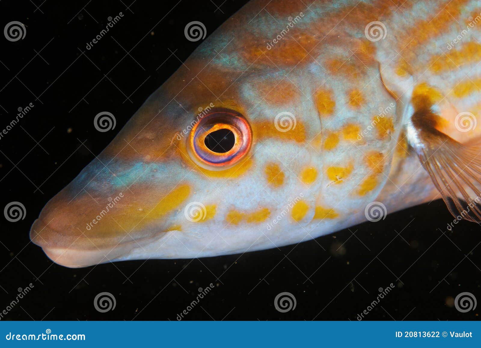 Portrait of a Cuckoo Wrasse (Labrus Mixtus) Stock Photo - Image of fish ...