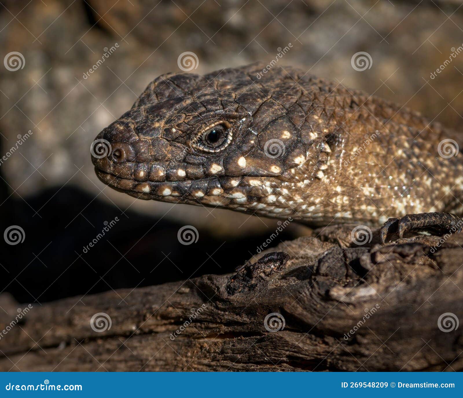 Cunningham`s Spiny-tailed Skink, Egernia Cunninghami, Large Lizard ...