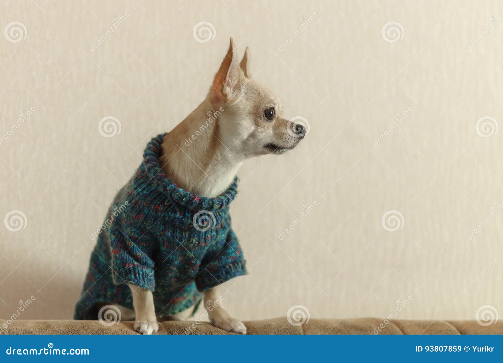 Portrait of Curious Chihuahua Stock Image - Image of view, sweater ...