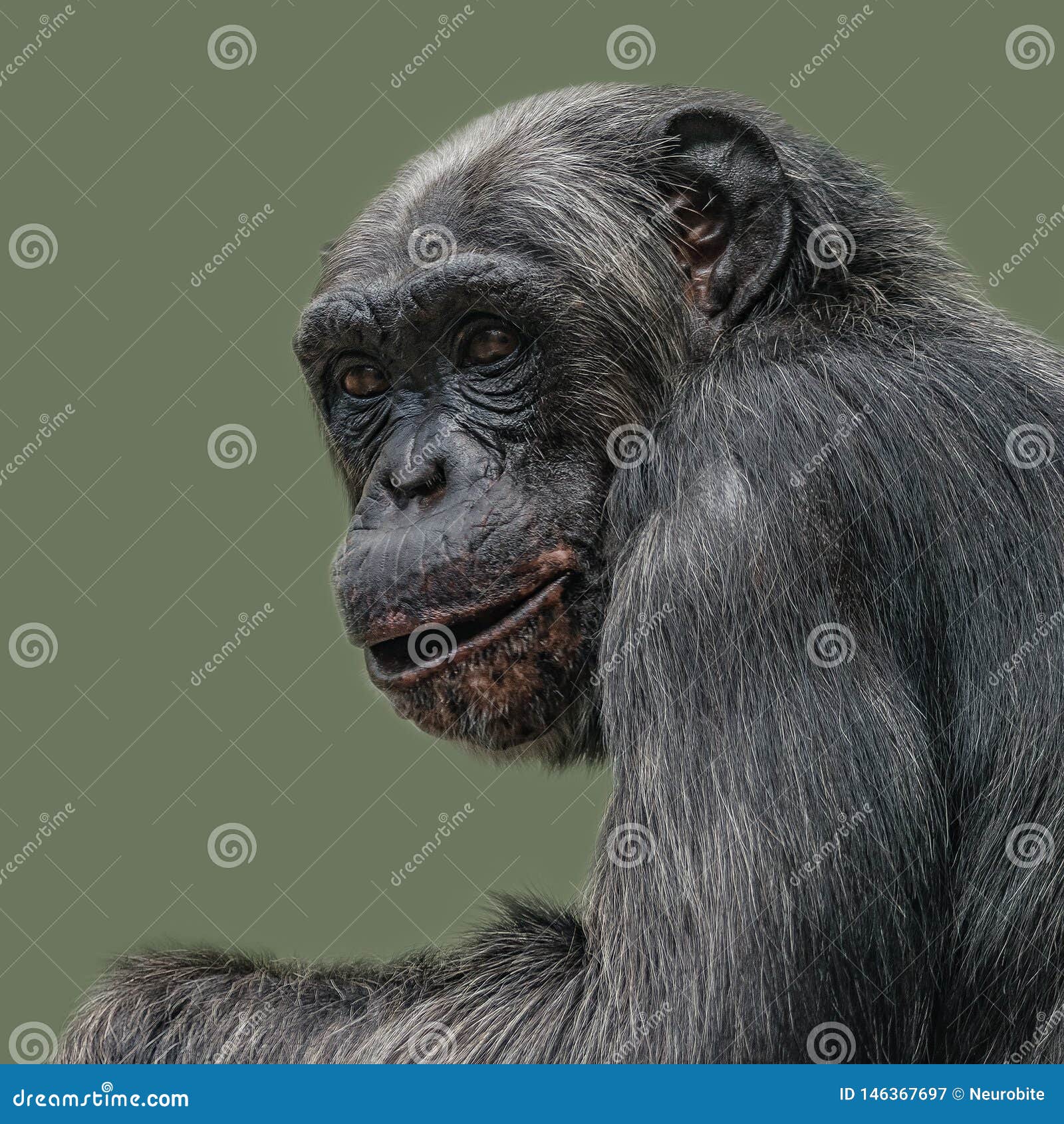 Portrait of Curious Chimpanzee Like Asking a Question, at Smooth ...