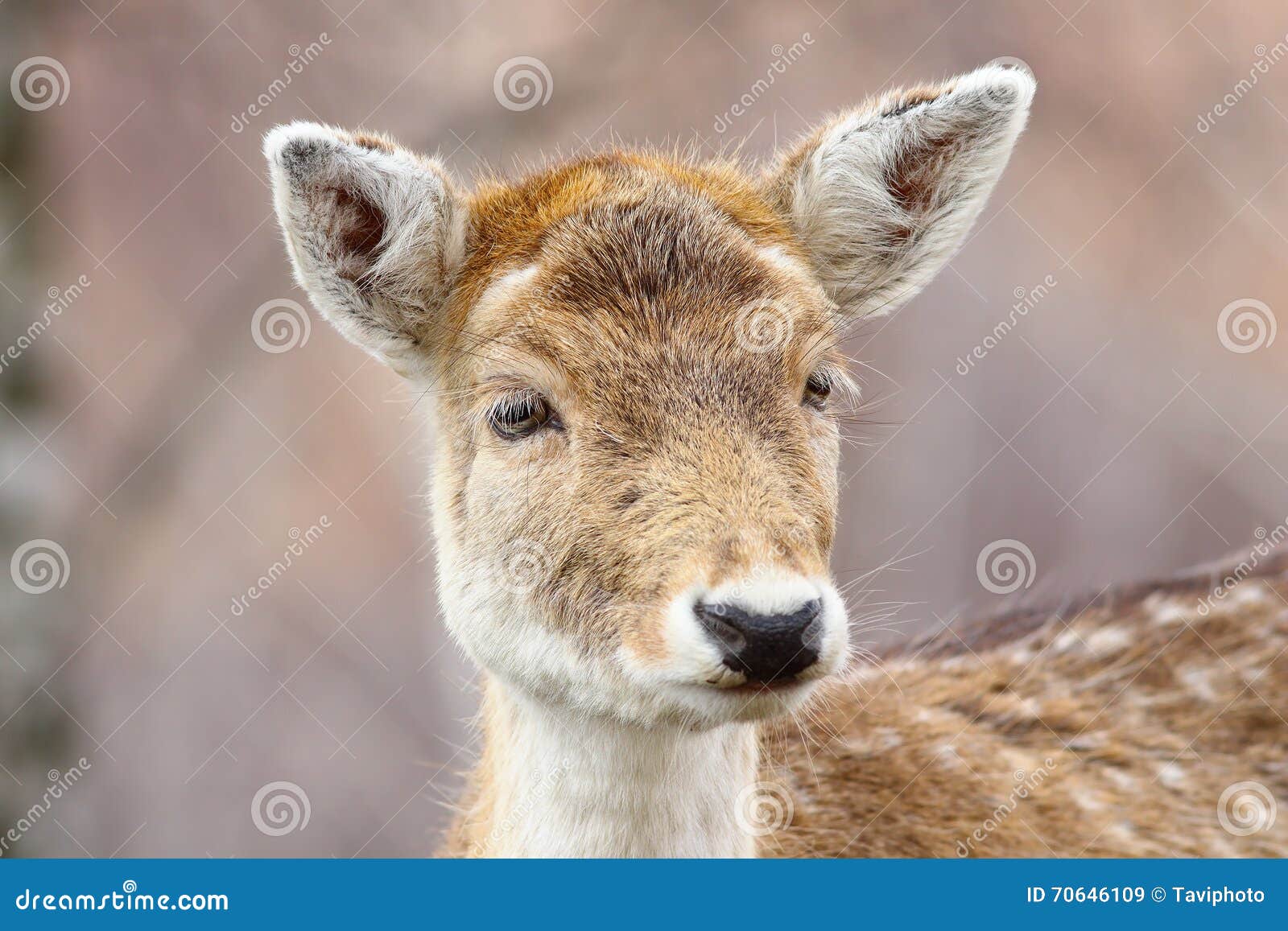 Portrait of Curious Deer Doe Stock Image - Image of looking, nature ...