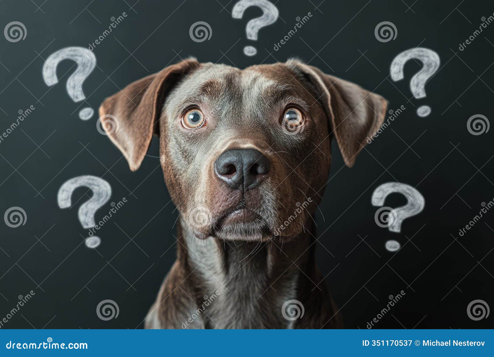 Portrait of a Curious Dog Looking Forward with Question Marks Drawn on ...