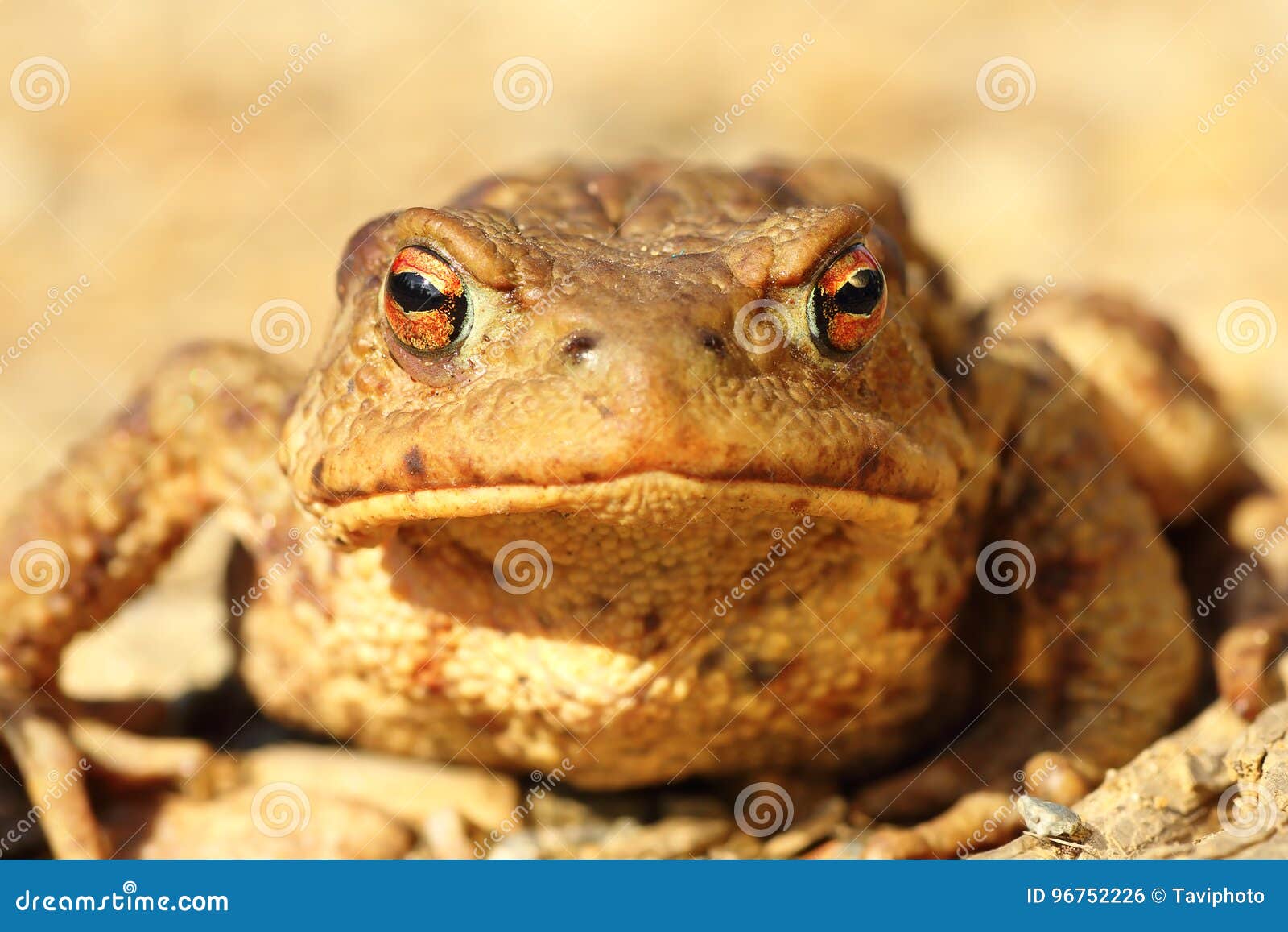 Portrait of Curious Funny Brown Toad Stock Photo - Image of funny ...