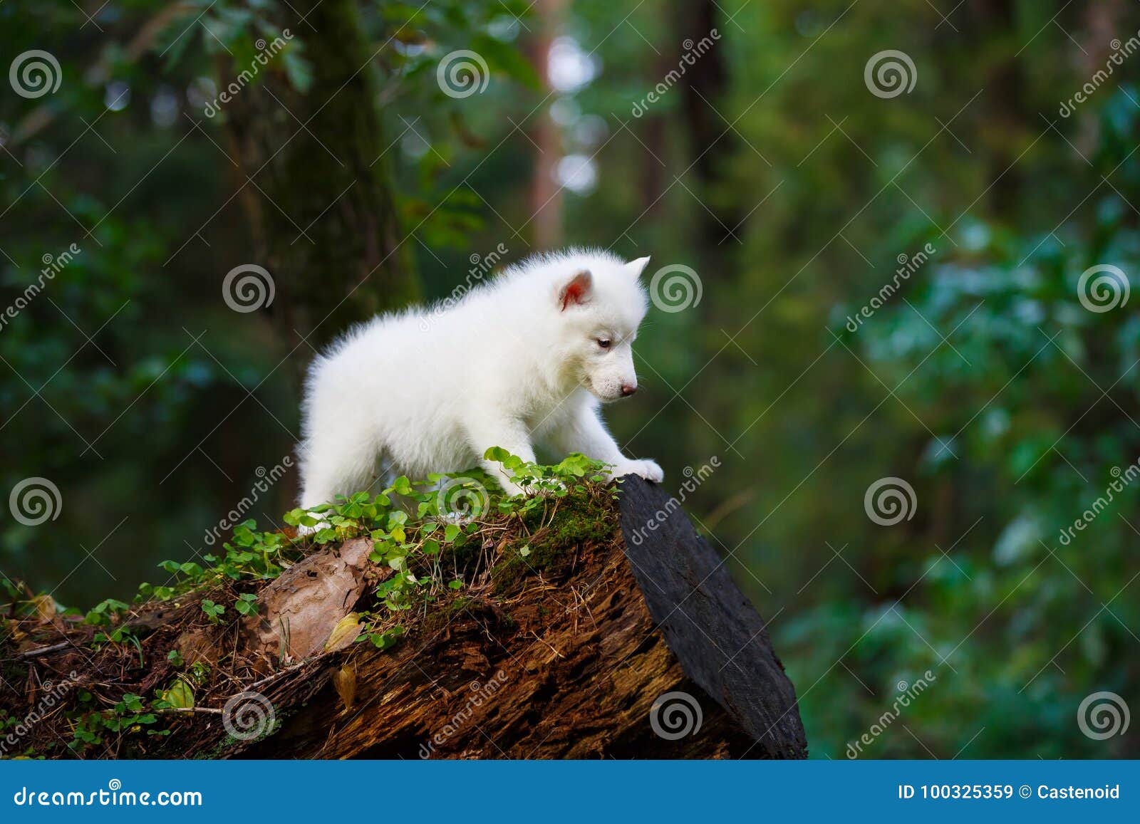 Husky Puppy in a Wild Forest Stock Image - Image of breed, environment ...