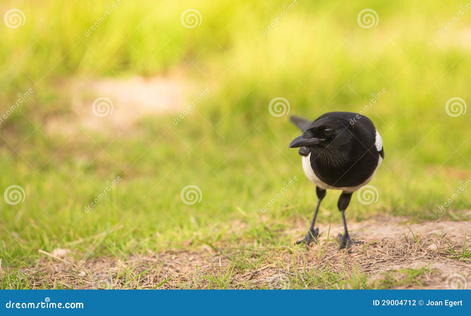 Portrait of a Curious Magpie Stock Photo - Image of looking ...