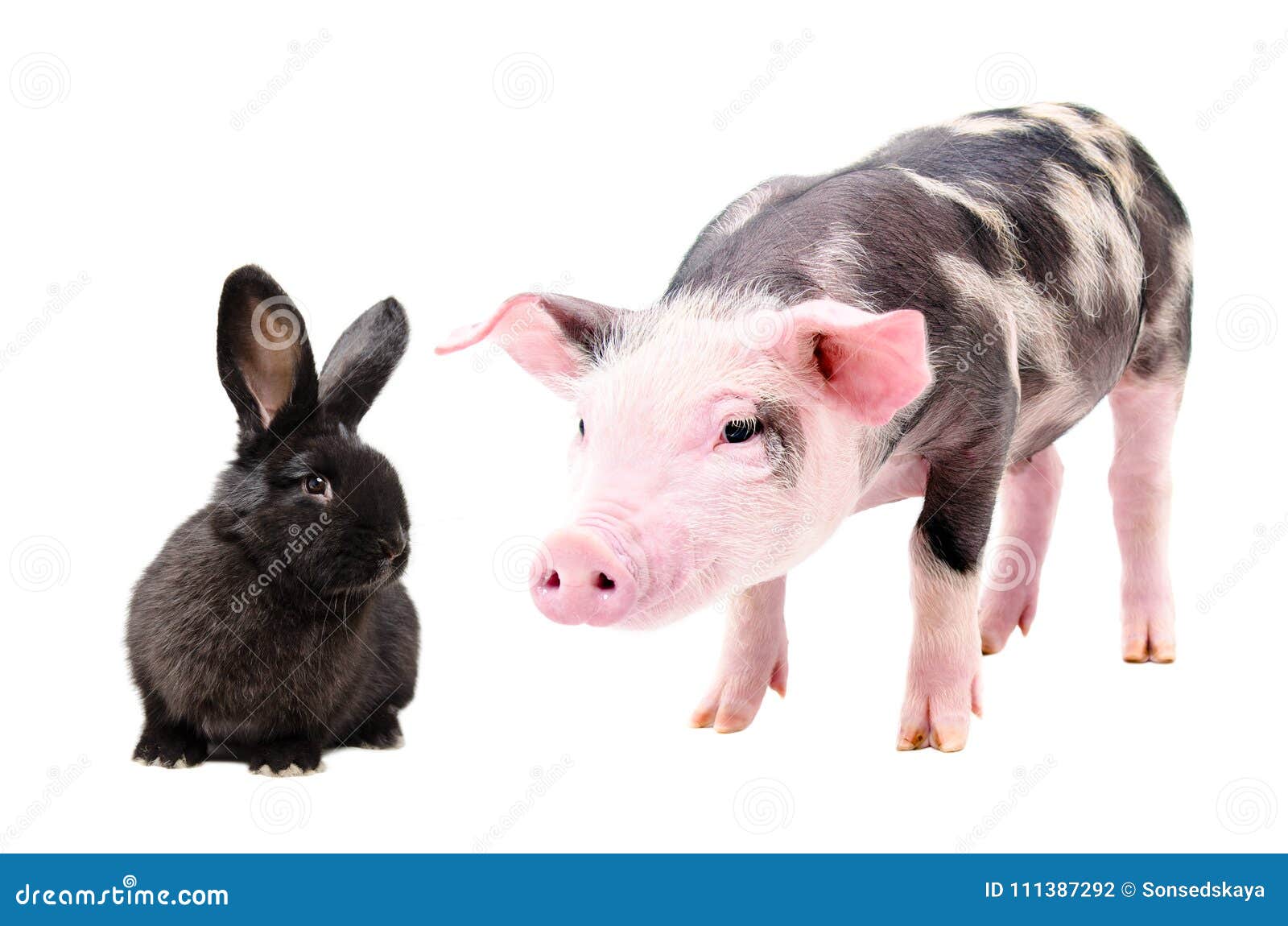 Portrait of a Curious Pig and Cute Black Rabbit Stock Photo - Image of ...