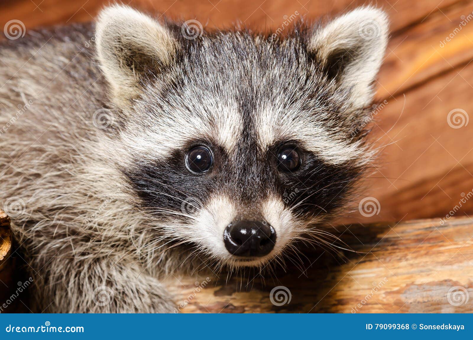 Portrait of a Curious Raccoon Stock Photo - Image of fauna, curious ...