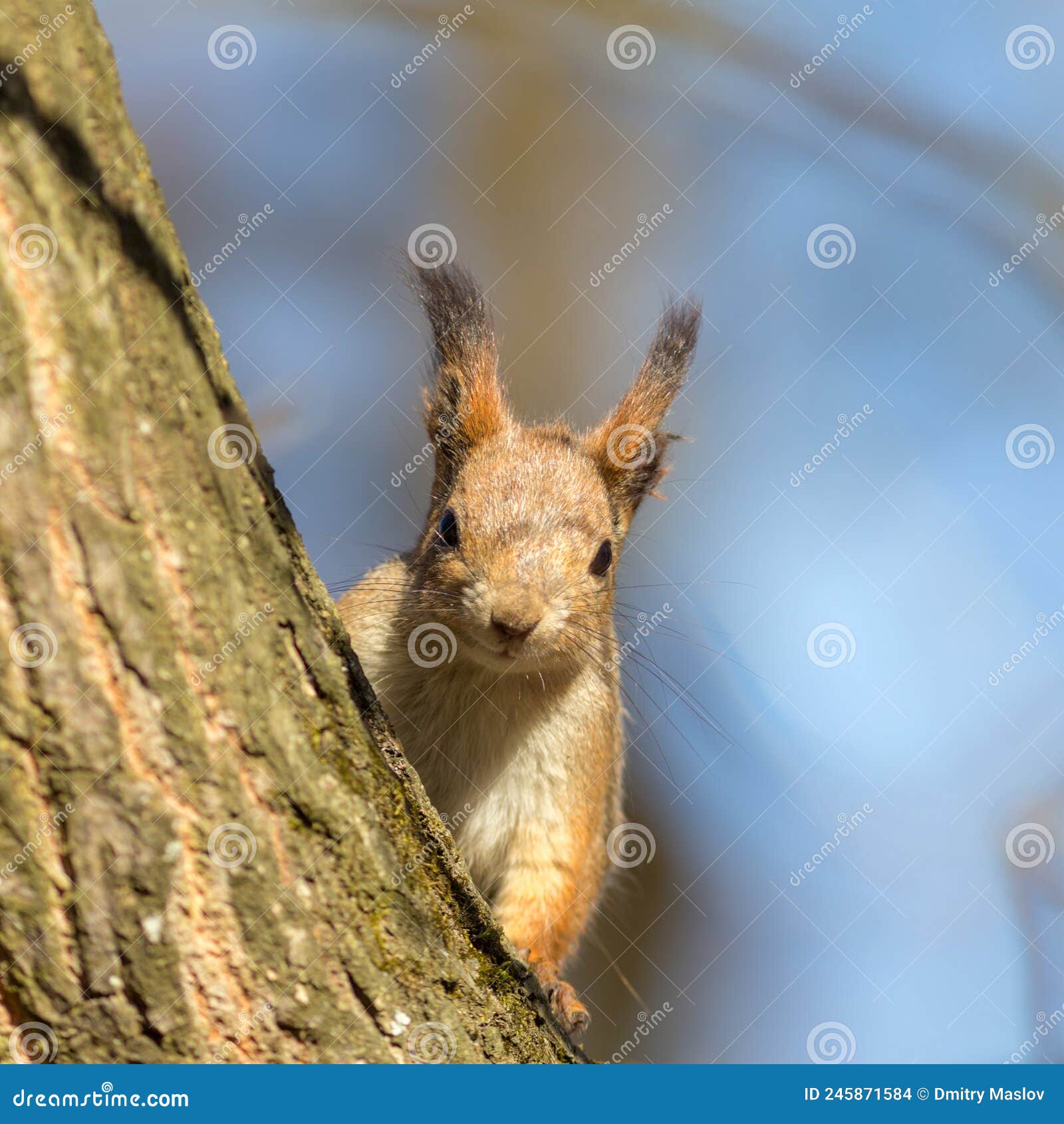Squirrel on a tree trunk stock photo. Image of nature - 245871584