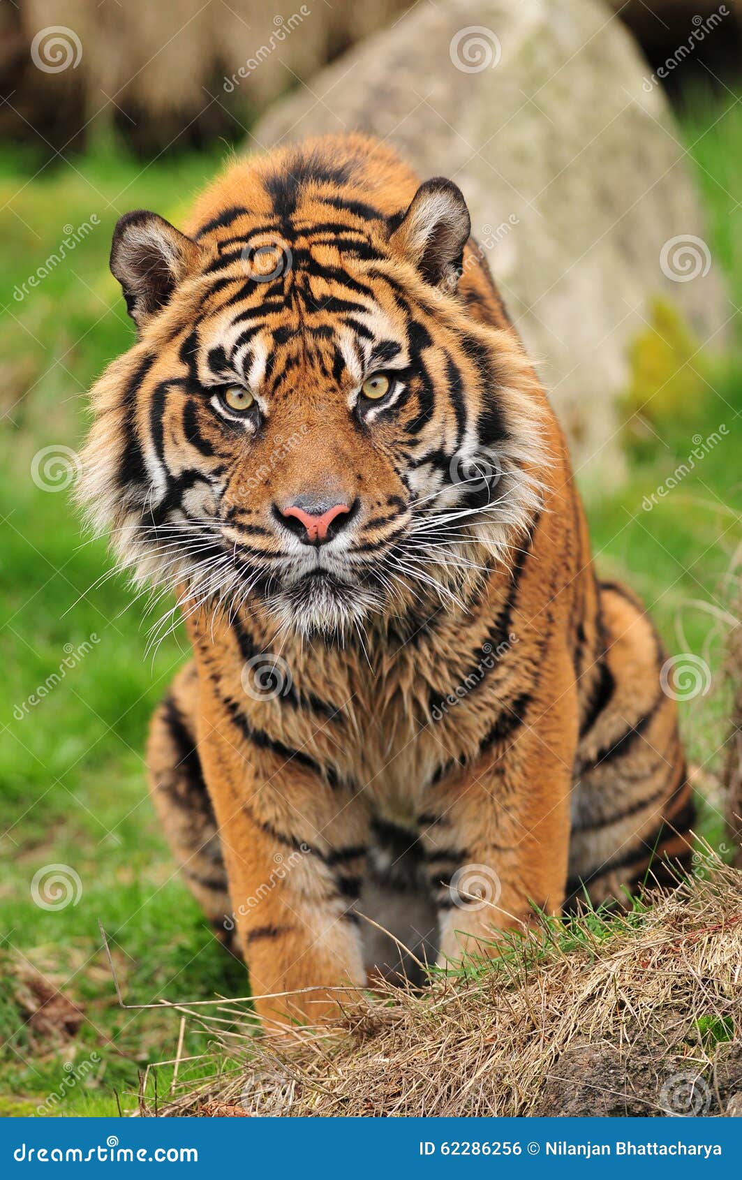 Portrait of a Curious Tiger Stock Photo - Image of intense, roar: 62286256