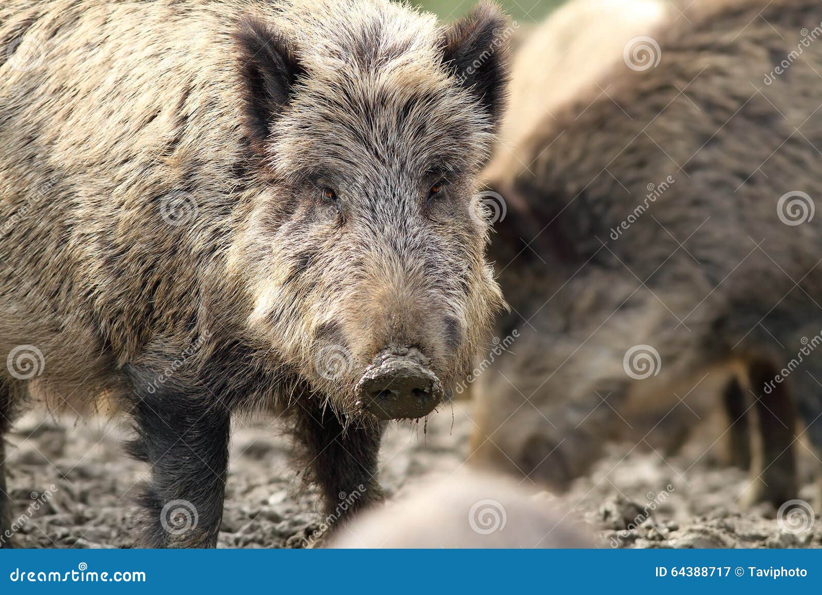 Portrait of Curious Wild Hog Stock Image - Image of danger, european ...